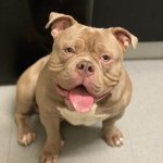 American Bully Pocket: Puppies, Price, Size, Breeding & MORE
