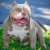 American Bully Pocket: Puppies, Price, Size, Breeding & MORE