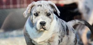 American Bully Merle: White, Blue, Lilac, Puppies & Breeding