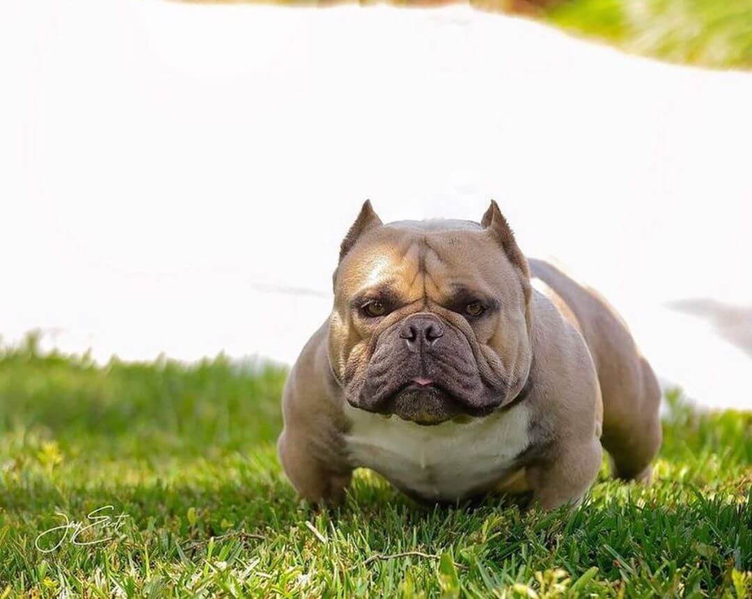 Micro Bully: The Miniature American Bully Breed Guide