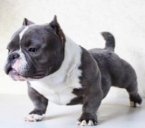 Micro Bully: The Miniature American Bully Breed Guide