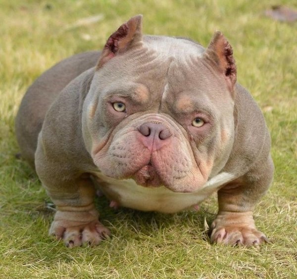 Micro Bully: The Miniature American Bully Breed Guide